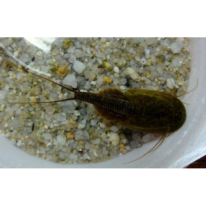 Jual Produk Ready Instant Creature Triops Granarius | Shopee Indonesia