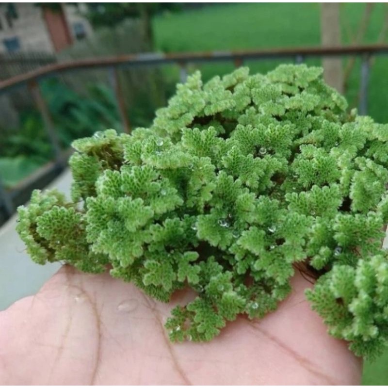 Jual Bibit Azolla tanaman air per 100 gram (original) | Shopee Indonesia