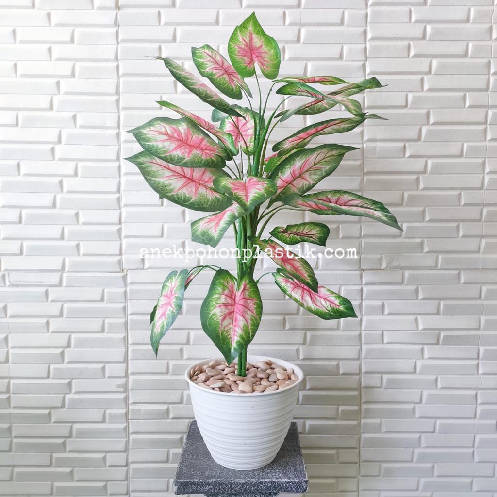 Jual Pohon Daun Sri Rejeki Merah Muda Besar Pot Tawon Vas Plastik Batu ...