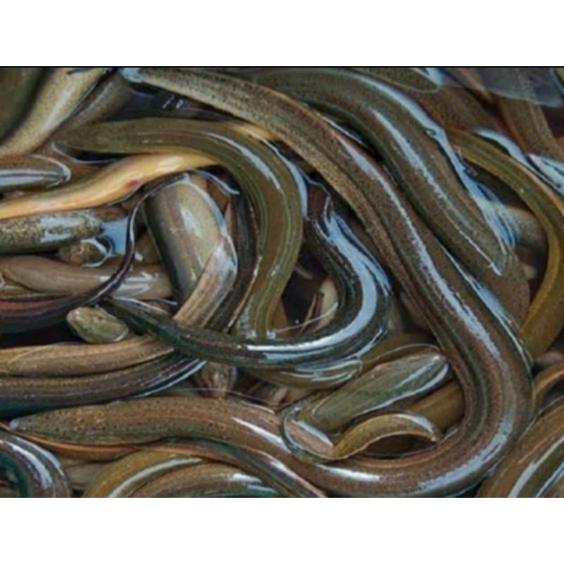 Jual Belut Steak / Unagi Stik / Belut Filet Fresh Frozen | Shopee Indonesia