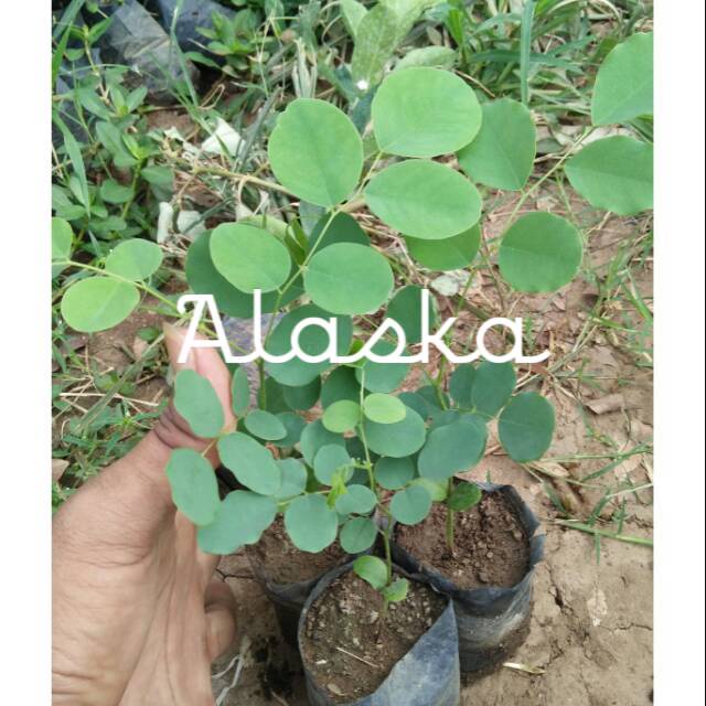 Jual Bibit Sonokeling_bibit tanaman sonokeling_kayu sonokeling_bibit ...
