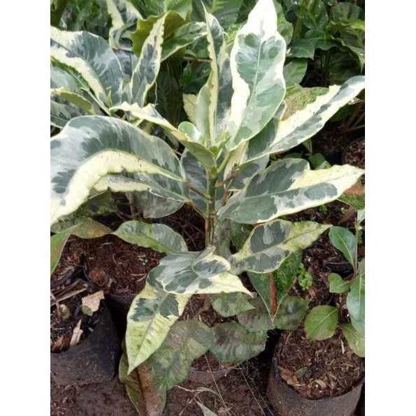 Jual tanaman hias puring variegata - pohon puring tisu - tanaman puring ...