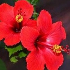 Jual Tanaman Hias Bunga Sepatu Merah | Shopee Indonesia