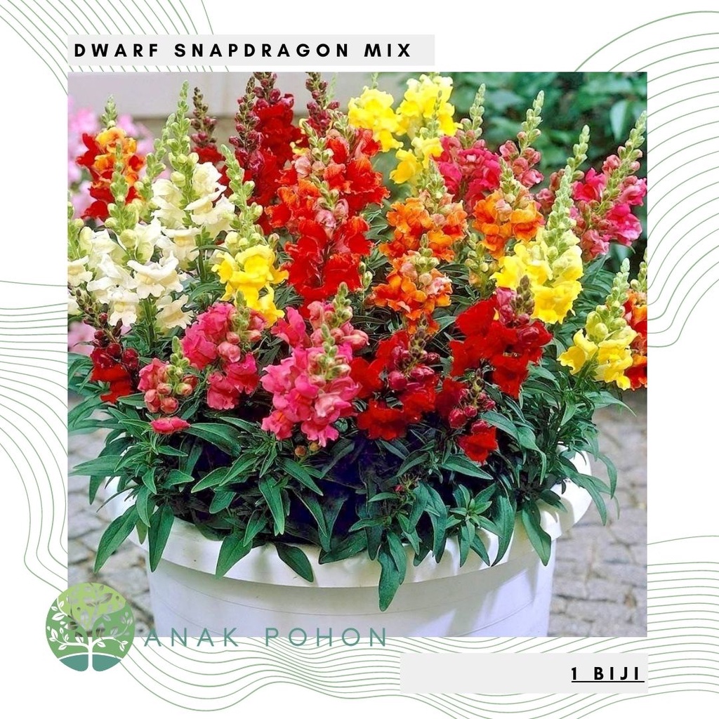 Jual Benih Bibit Biji - Bunga Dwarf Snapdragon Mix Tipe Kerdil Flower ...
