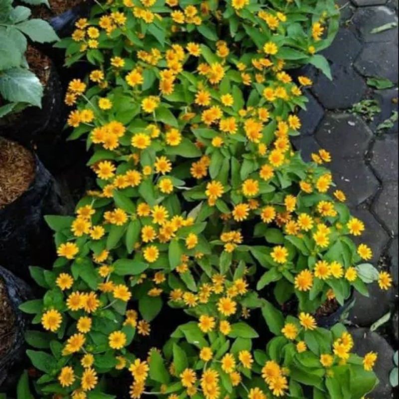 Jual Tanaman Hias Bunga Matahari Mini, tanaman hias kolget | Shopee ...