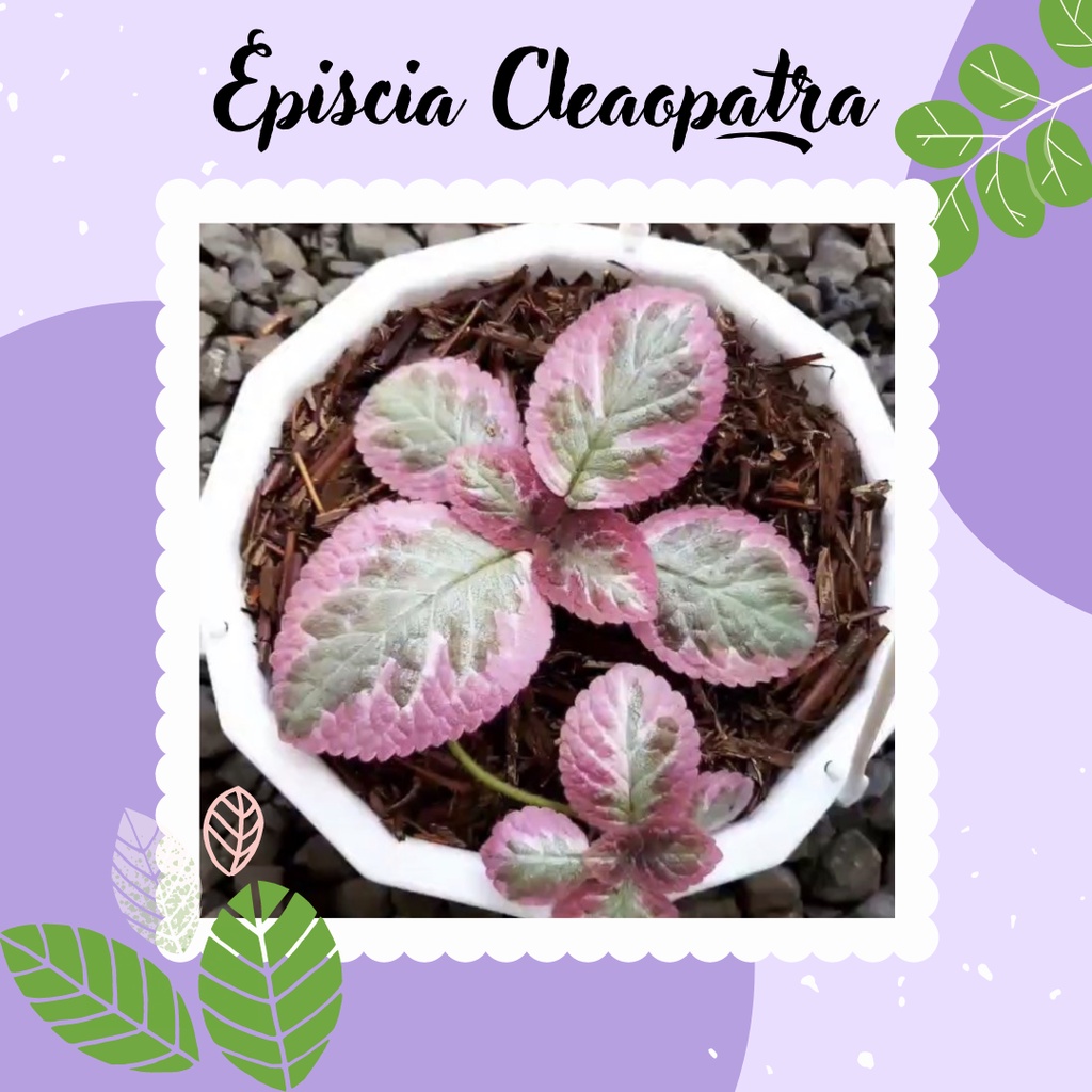 Jual Bunga Episcia Cleopatra Tanaman Gantung Episcia Cleopatra | Shopee ...