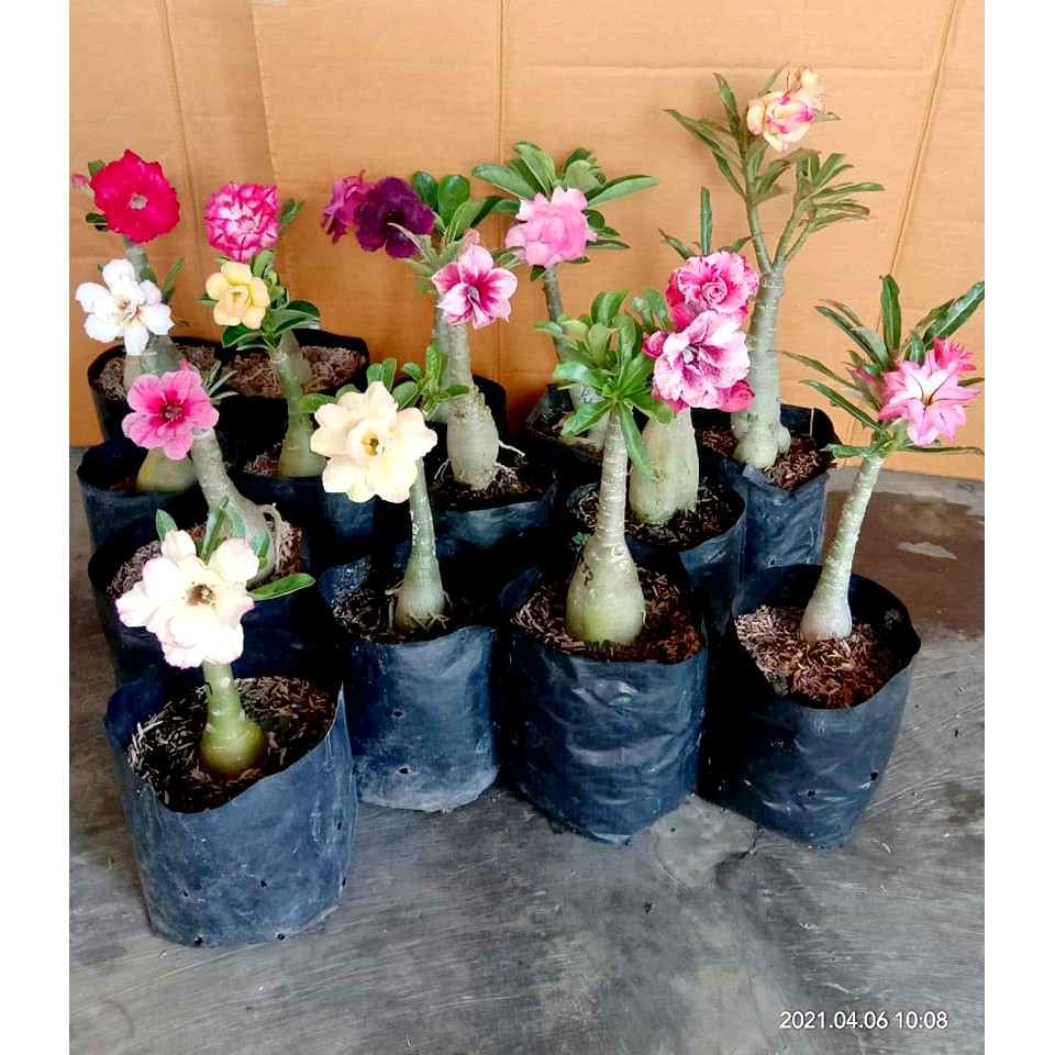 Jual Adenium Tumpuk Kamboja Jepang Grafting Size A Murah Berbunga ...