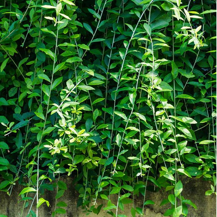 Jual Bibit Tanaman Hias Lee Kwan Yeu / Li Kuan Yu Per Stek Batang isi ...