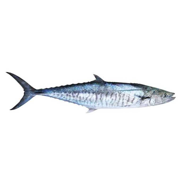 Jual Ikan Tenggiri Segar - 1 kg ( JABODETABEK ) | Shopee Indonesia