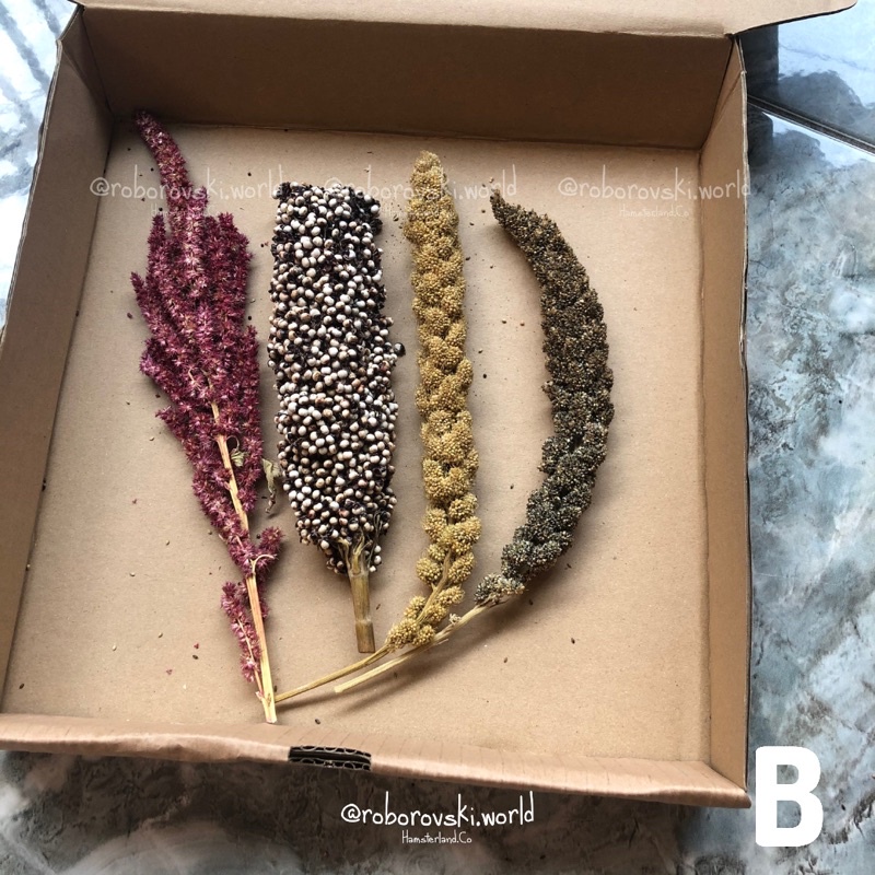 Jual Hamsterland Foraging Bundles - Box of Hamster Sprays (Amaranth ...