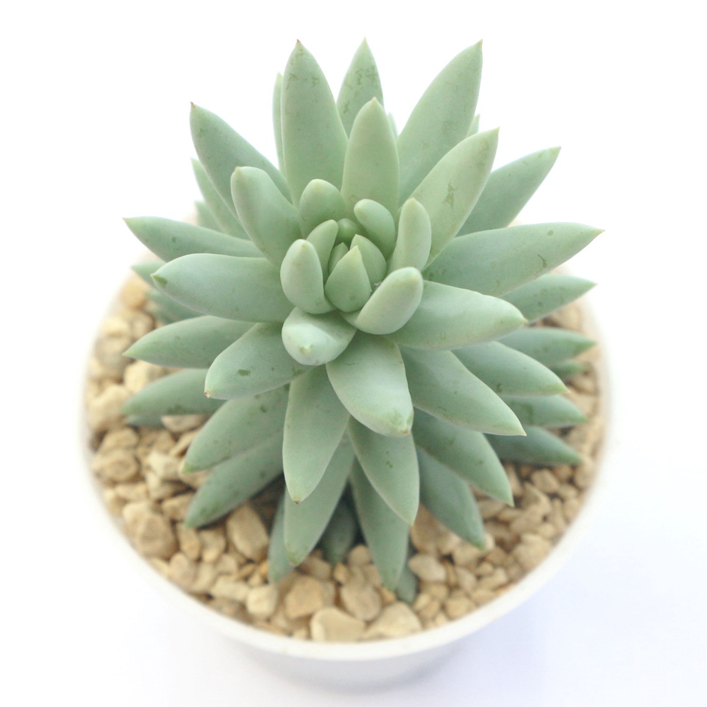 Jual Pohon Kaktus Sukulen PILIH Sekulen Succulent skulen import mini ...