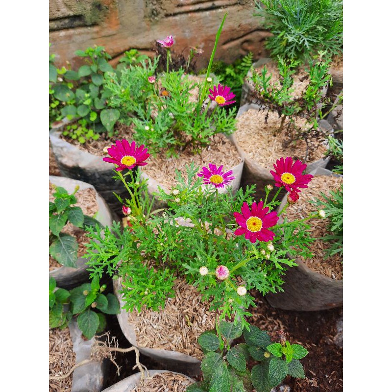 Jual TANAMAN HIAS/BUNGA HIAS/kenikir cosmos/daisy/bunga daisy ungu ...