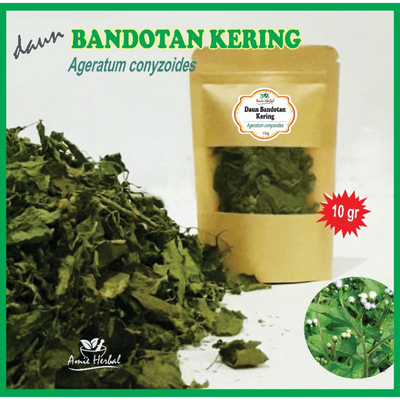 Jual Daun Bandotan/Daun Bandotan Kering obat herbal/Daun Bandotan ...