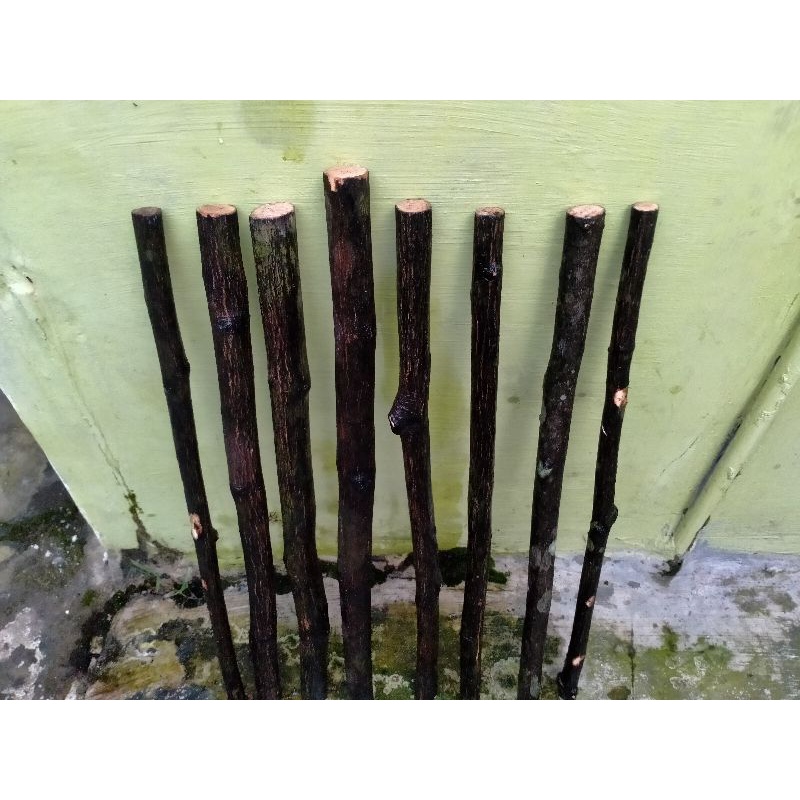 Jual kayu tas jantan atau hujan panas, kayu penunduk bertuah kalimantan ...