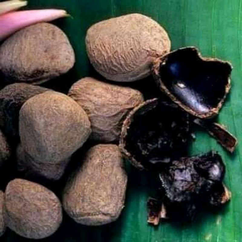 Jual KLUWAK | KLUWEK | PUCUNG UMPAN BAWAL PER PCS | Shopee Indonesia