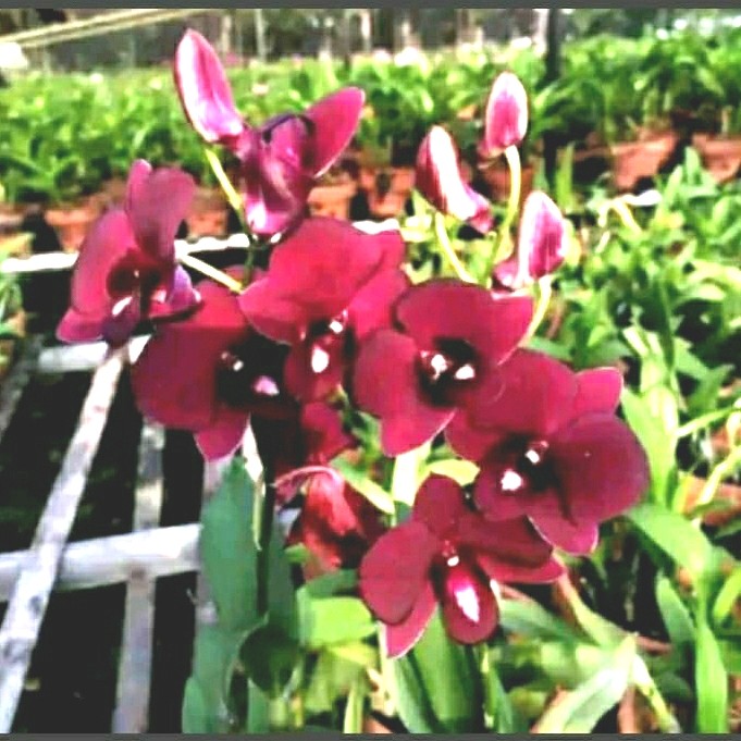 Jual Tanaman Hias Bunga Anggrek Seedling Dendrobium Red Dragon | Shopee ...