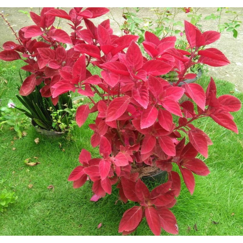 Jual Tanaman Hias Miana Merah/Pohon Herbal Miana Merah/Pohon Herbal ...