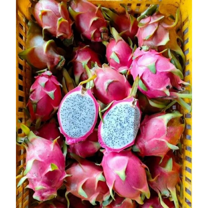 Jual buah naga putih/ Dragon fruits 1 kg | Shopee Indonesia