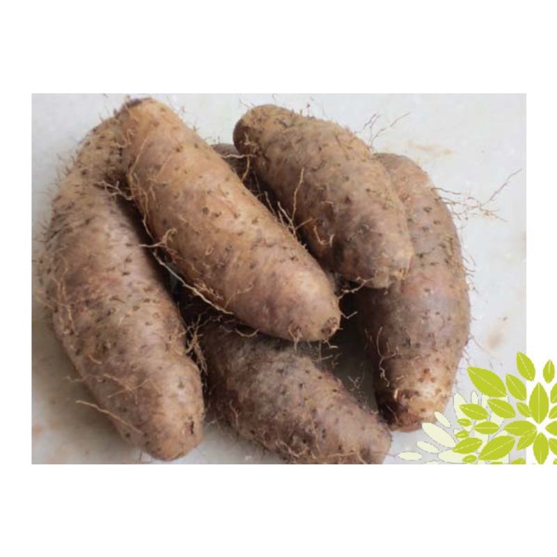 Jual umbi gembili kumbili 1kg | Shopee Indonesia