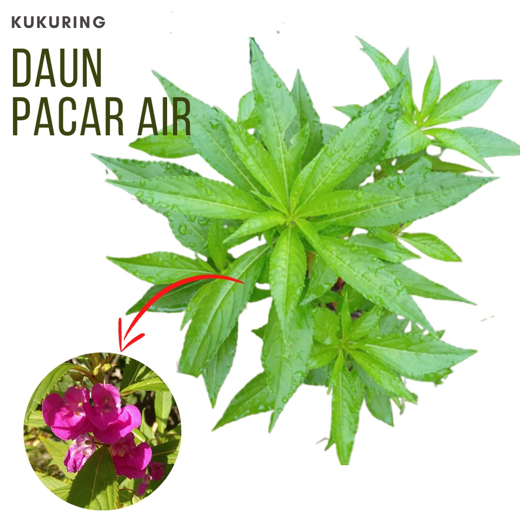 Jual KUKURING Daun Pacar Air Segar 500 gram Murah | Shopee Indonesia