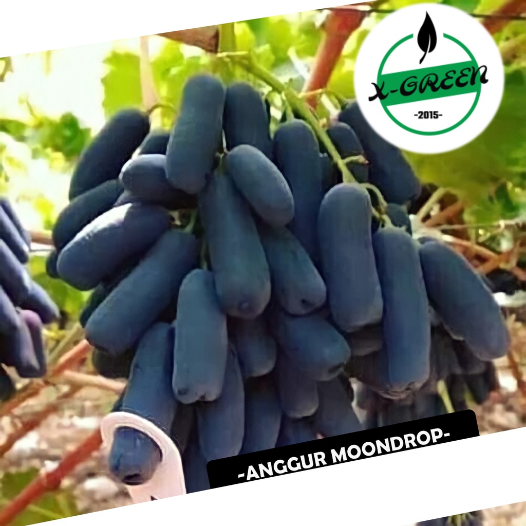 Jual Pohon Buah Anggur Import Mondrop - (X-Green) | Shopee Indonesia