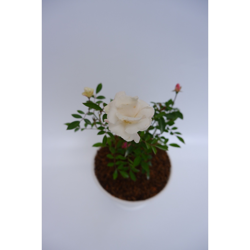 Jual Bunga Mawar Rambat - Sudah Berbunga - Climbing Rose - Tanaman Hias ...