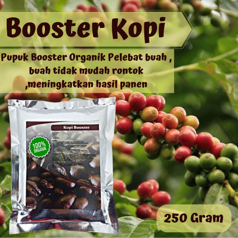 Jual Pupuk Organik Pelebat Buah Kopi Booster Kopi Organik Berkualitas Agar Cepat Berbuah Lebat ...