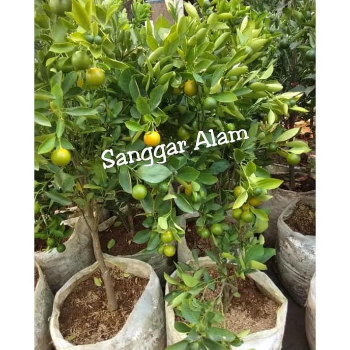 Jual C4T Tanaman Buah Jeruk Songkit(Kasturi)/Bibit Tanaman Jeruk ...
