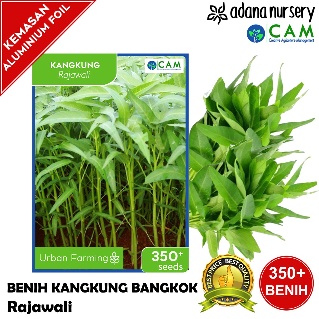 Jual Benih / Biji Kangkung Darat - Kangkung Bangkok - Rajawali - Repack ...