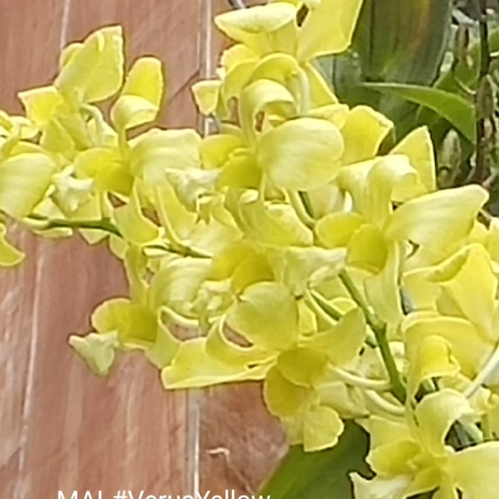 Jual dendrobium mal | Shopee Indonesia