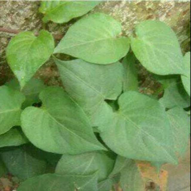 Jual Promo 1kg Daun simbukan/ sembukan segar | Shopee Indonesia
