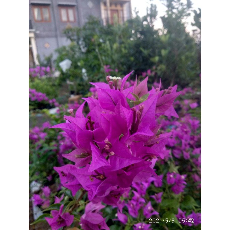 Jual Stek Batang Bougenville Ungu Tumpuk 5batang Bugenvil Bunga
