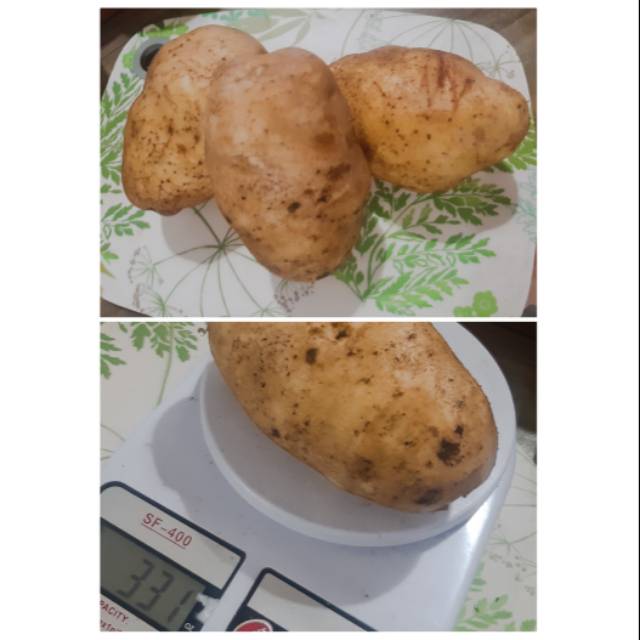 Jual Kentang Jumbo 1 kg | Shopee Indonesia