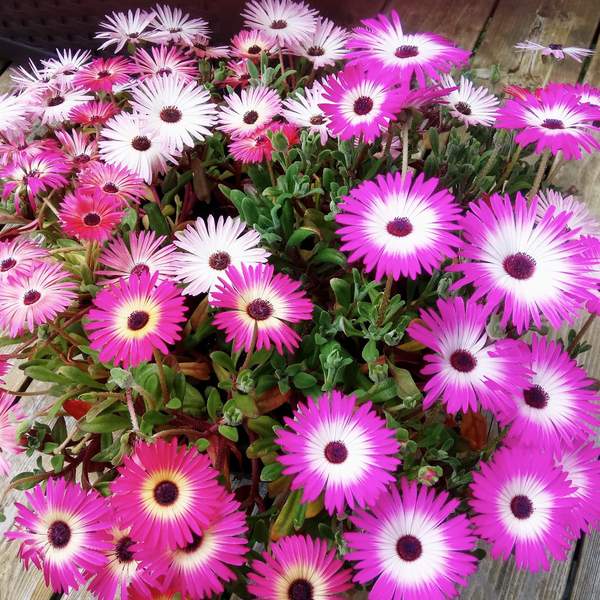 Jual 5 Bibit Bunga Daisy Livingstone Benih Tanaman Hias Daisy Iceplant ...