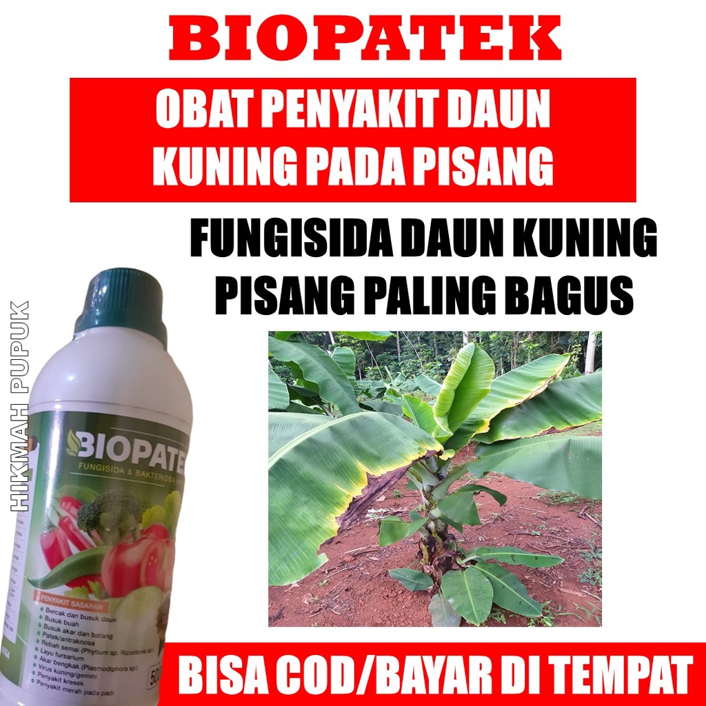 Jual BIOPATEK isi 500 ML - OBAT DAUN KUNING PADA PISANG AMBON TERBAIK ...
