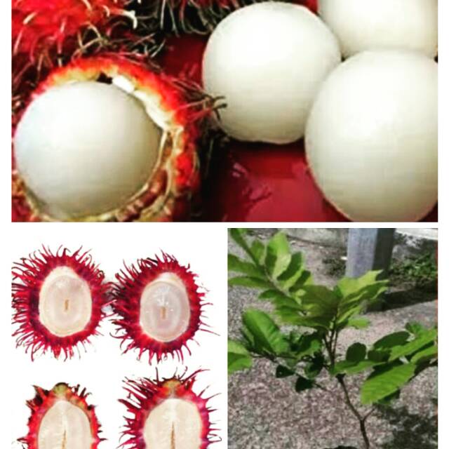 Jual Bibit Buah Rambutan Unggulan Jumbo Zaenal Mahang Kalimantan Rasa ...