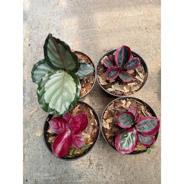 Jual calathea ka ratna | Shopee Indonesia