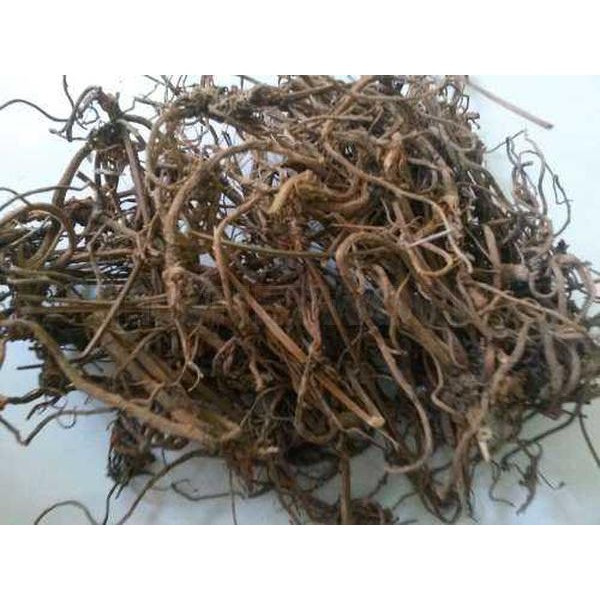 Jual Purwaceng-purwoceng antanan gunung Pimpinella pruatjan akar v1agra ...
