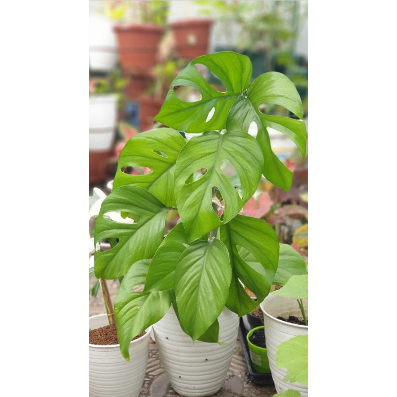 Jual Monstera Raphidopora Pertusa / monstera mini | Shopee Indonesia