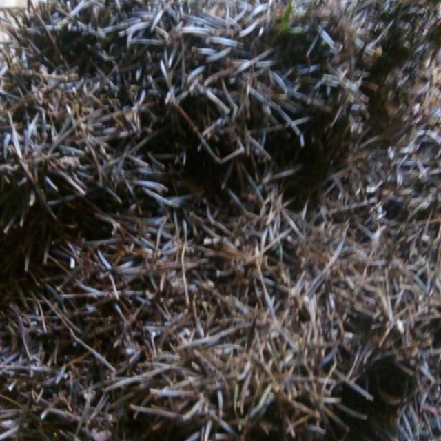 Jual Biji benih kenikir suring sayur anti kanker 100 biji benih ...