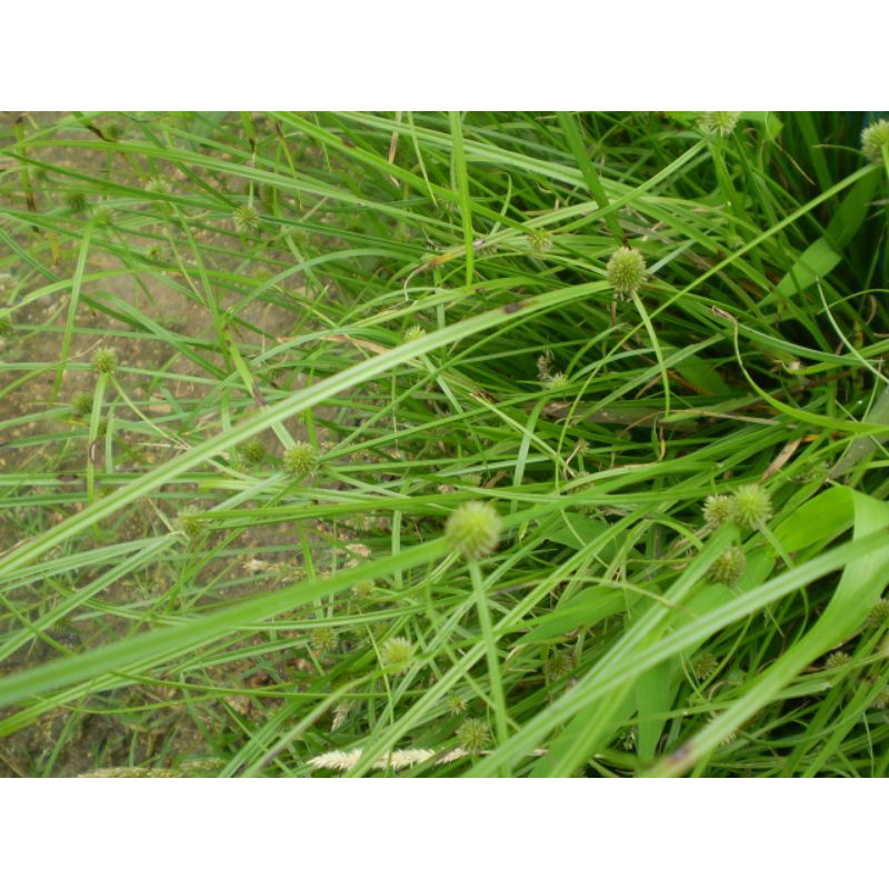 Jual Rumput Jukut Pendul Hijau Tiga Tangkai | Shopee Indonesia