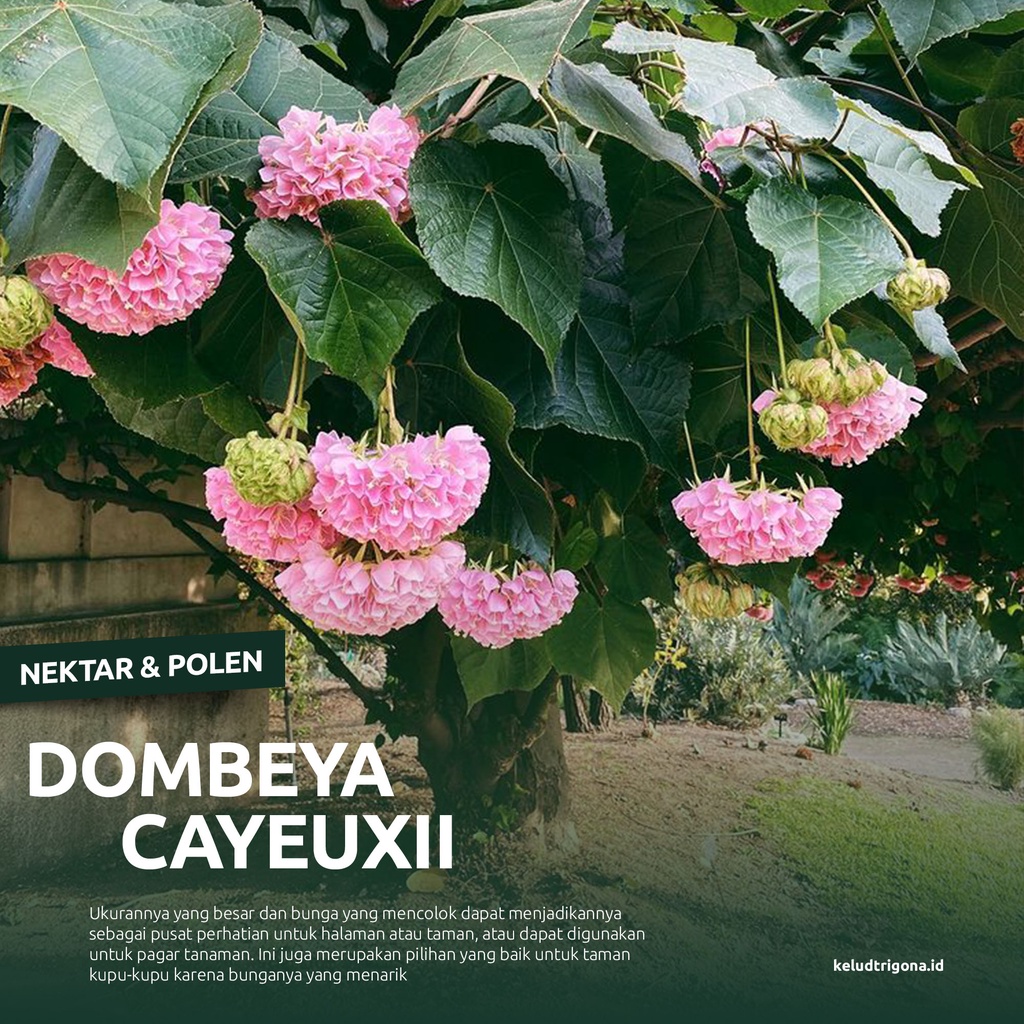 Jual Bibit Bunga Dombeya Cayeuxii | Shopee Indonesia