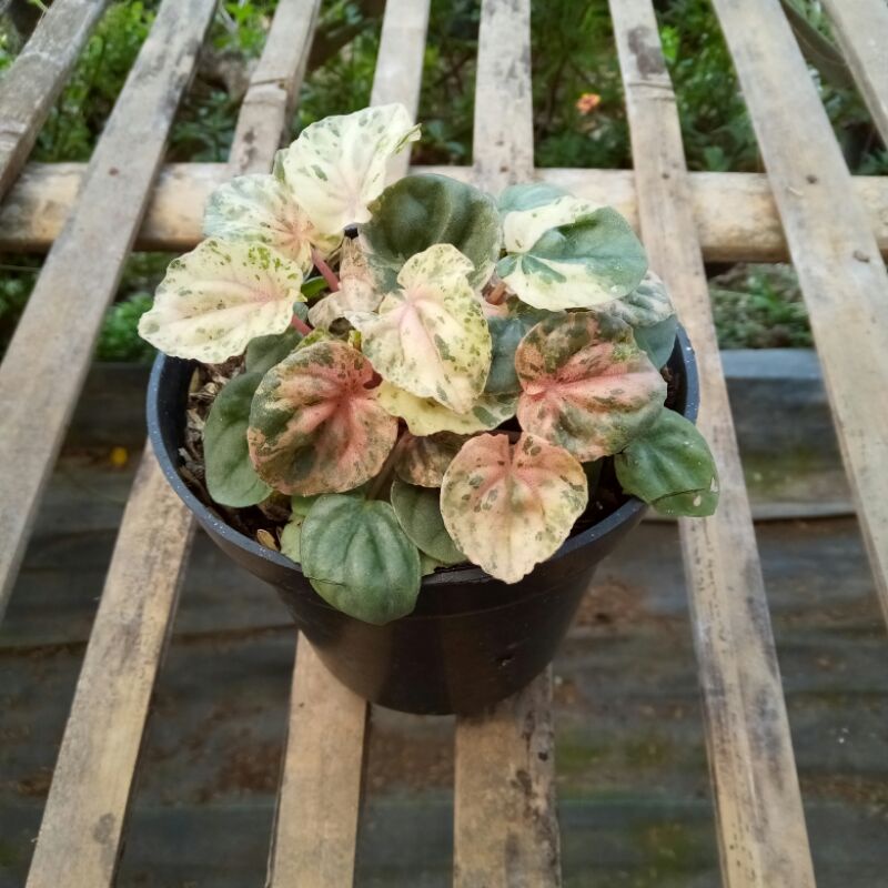 Jual Peperomia Caperata Variegata | Shopee Indonesia