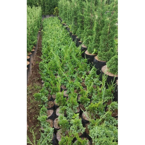 Jual cemara sinensis uk 30 cm | Shopee Indonesia