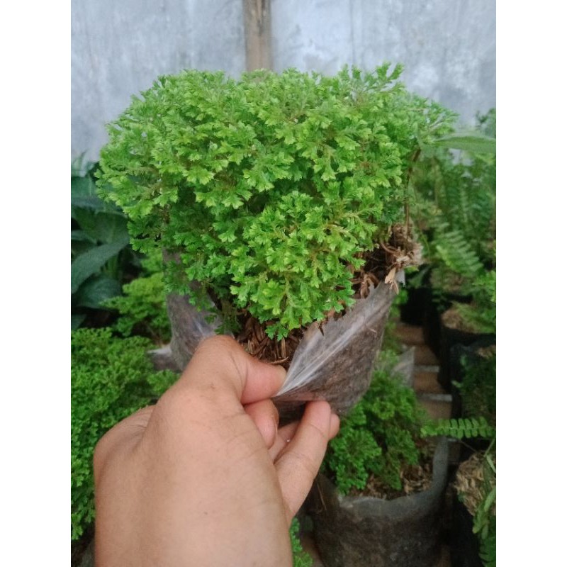 Jual Lumut Ambon tanaman hias ande ande Lumut | Shopee Indonesia
