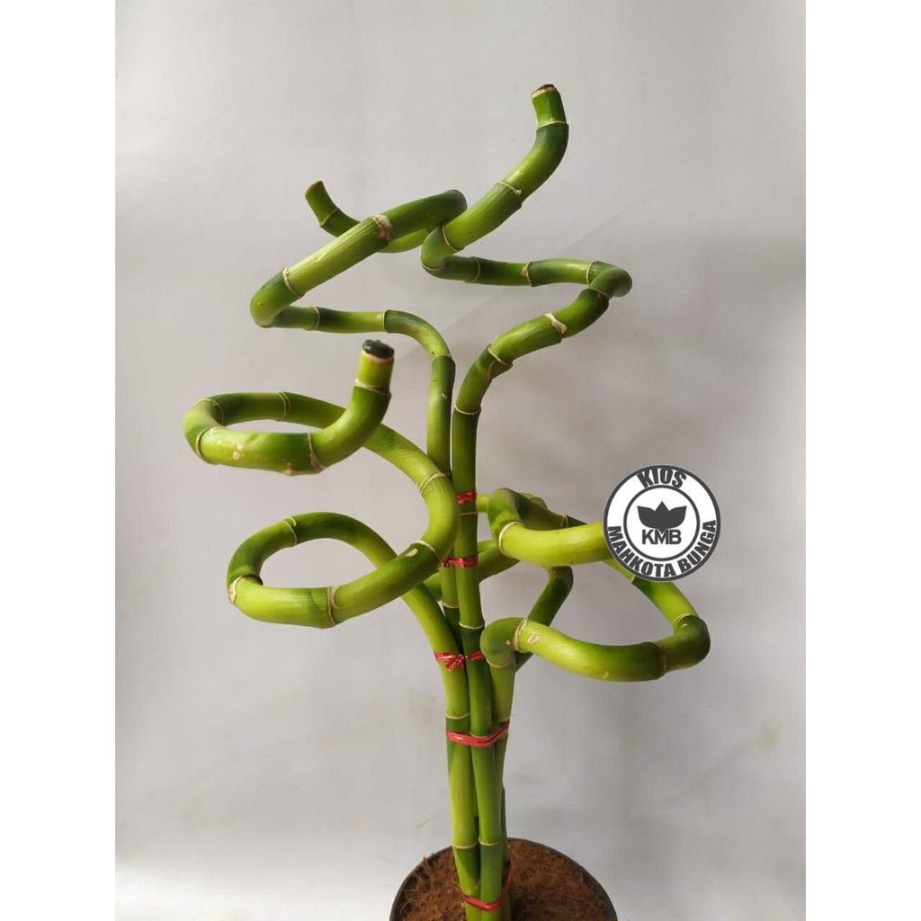 Jual Bambu Hoki | Bambu Rejeki | Lucky Bamboo 6 batang + pot | Shopee ...