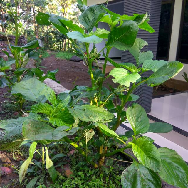 Jual Bibit benih bayam petik bayam kakap bayam peyek bayam jumbo ...