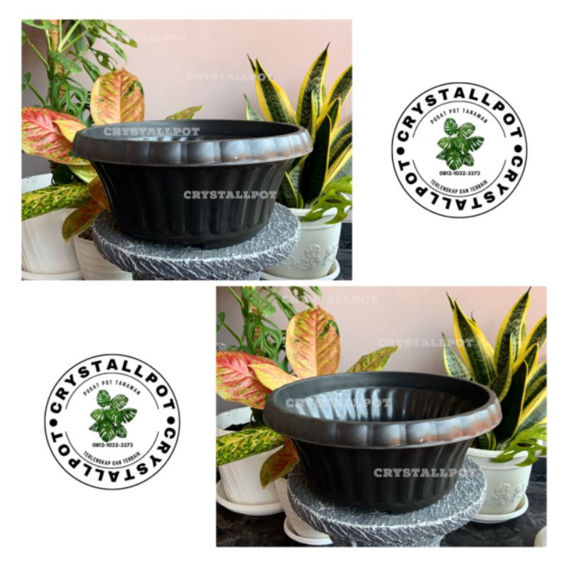 Jual pot bunga tanaman bonsai glory 30 hitam tebal - BONSAI GLORY 30 ...