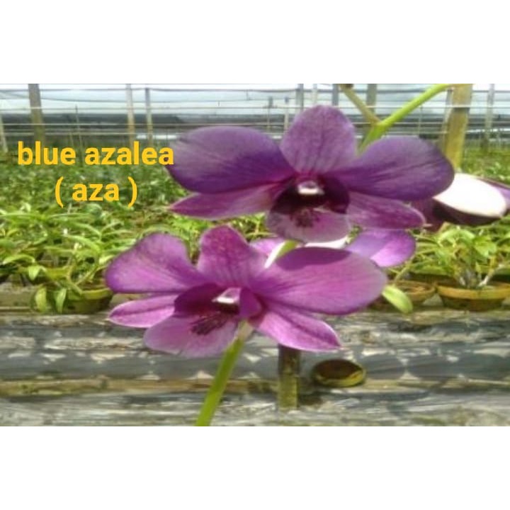 Jual Anggrek dendrobium Verus Blue Azalea ( AZA ) | Shopee Indonesia