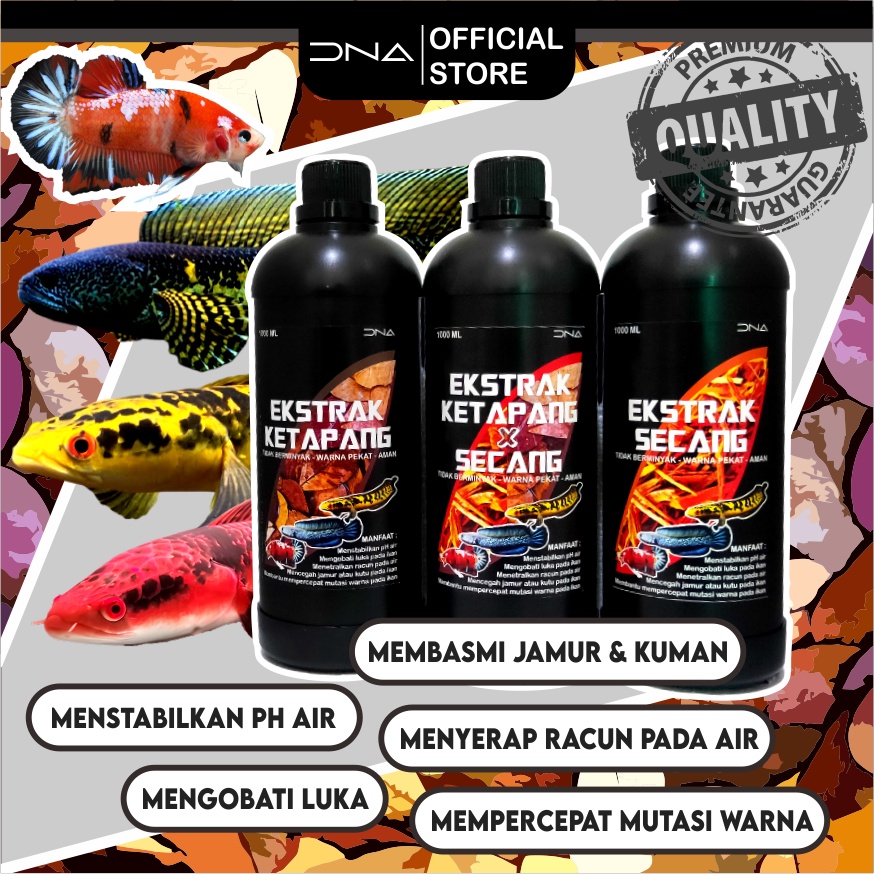 Jual Ekstrak DAUN KETAPANG x KAYU SECANG 1 Liter Tidak Berminyak untuk segala jenis ikan Channa ...